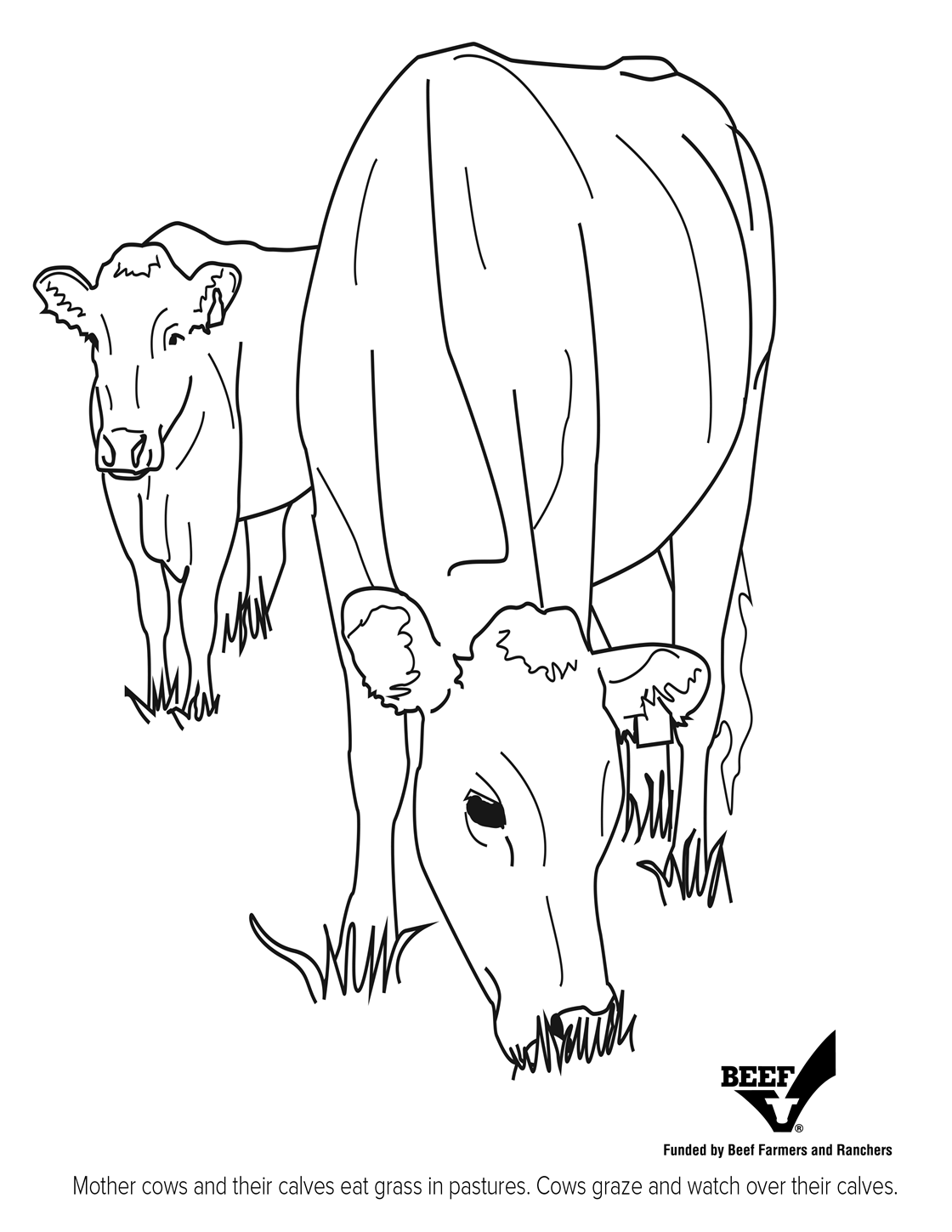 Angus Bulls Coloring Pages